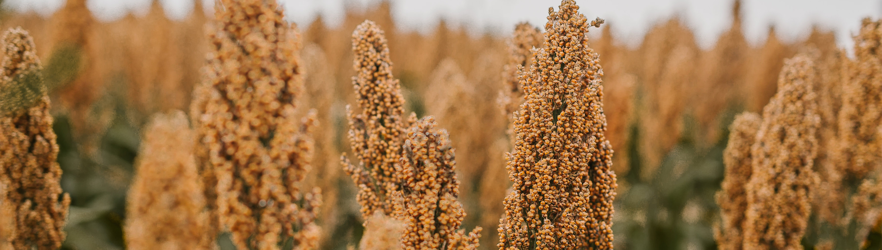NSP Statement on USDA Biotechnology 340 Final Rule - National Sorghum Producers