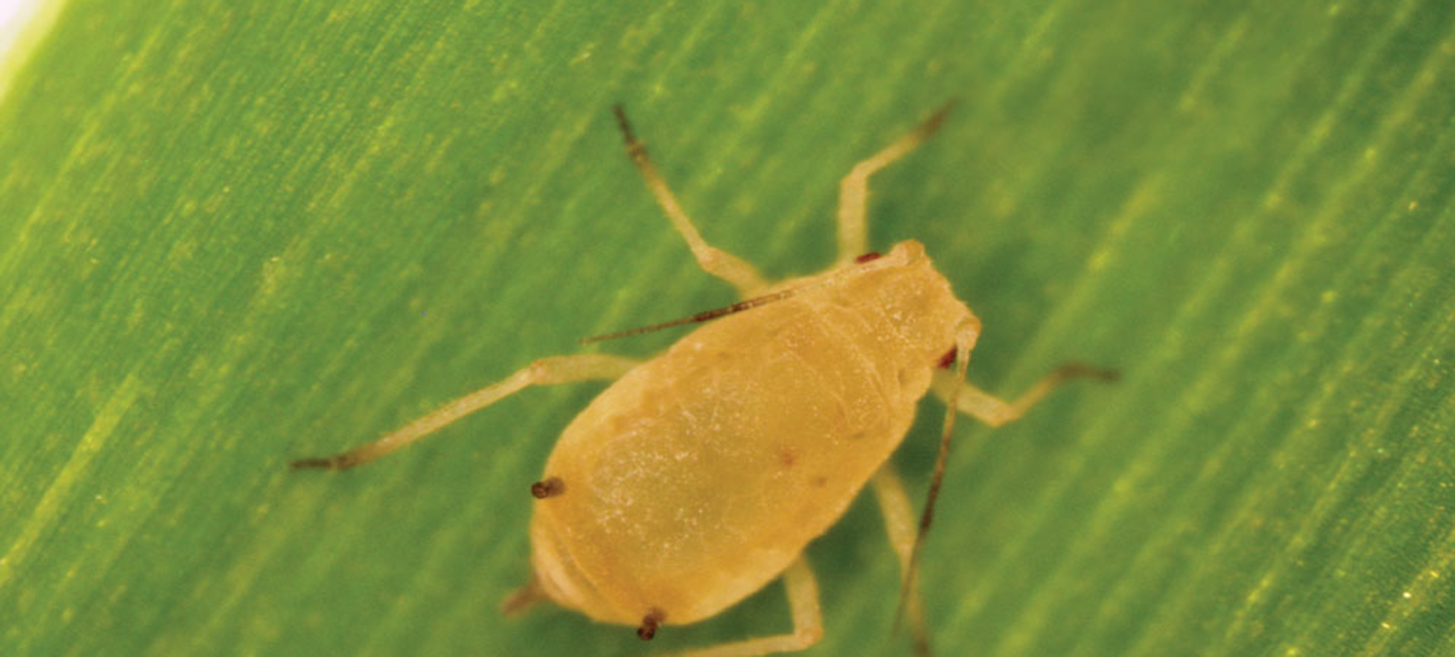 Sugarcane Aphid, How Far We’ve Come - National Sorghum Producers