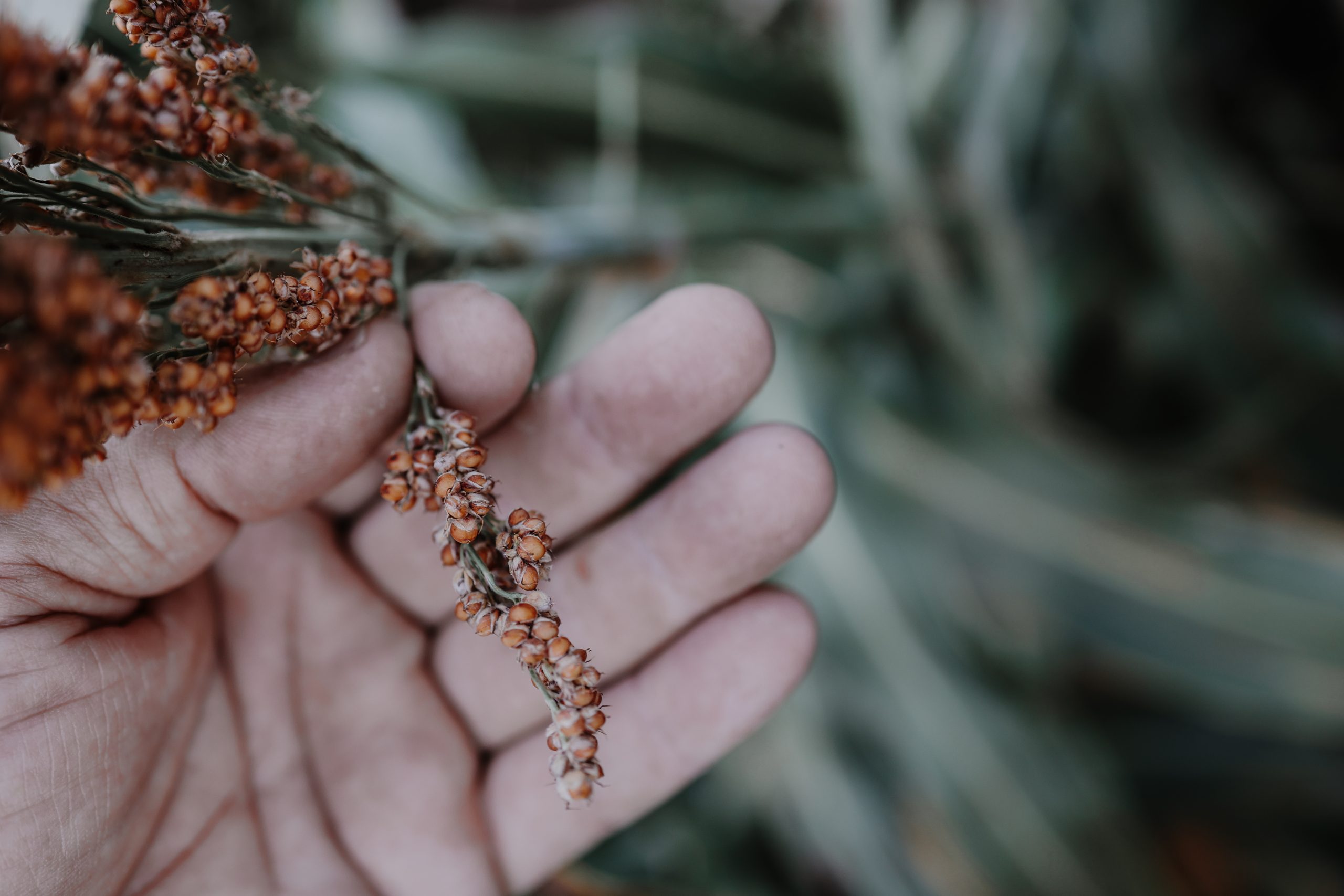 The Truth About Tannins - National Sorghum Producers