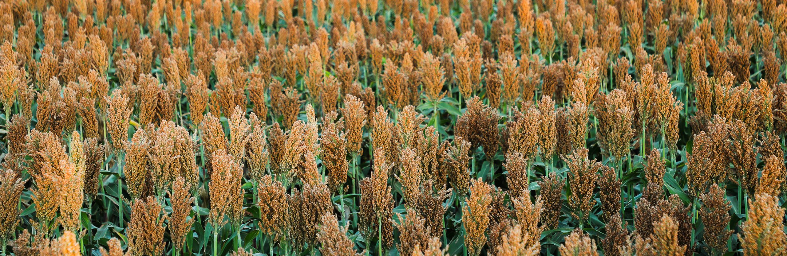 USDA RMA Announces Continued Improvements to Sorghum Crop Insurance ...