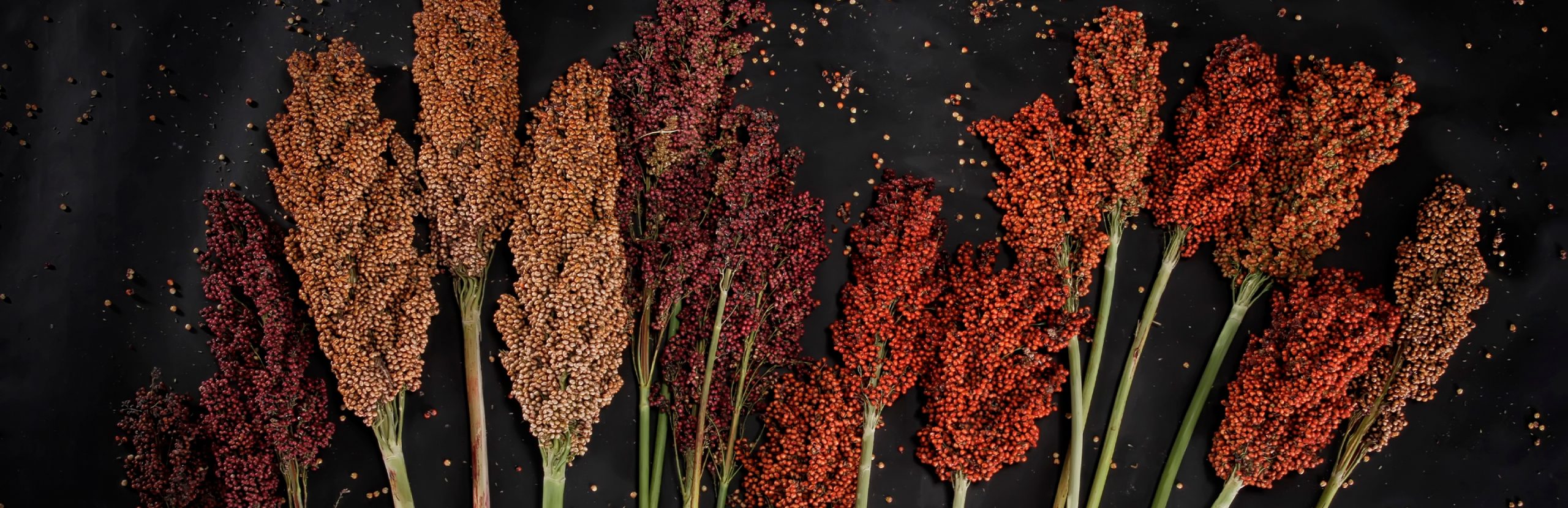 Sorghum's Vivid Palette: Meeting Market Demand with Colorful Grains ...