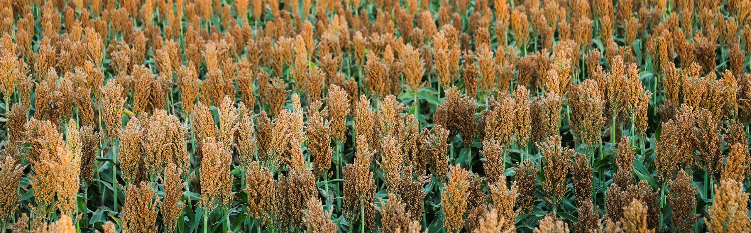 NSP Welcomes New Team Members - National Sorghum Producers