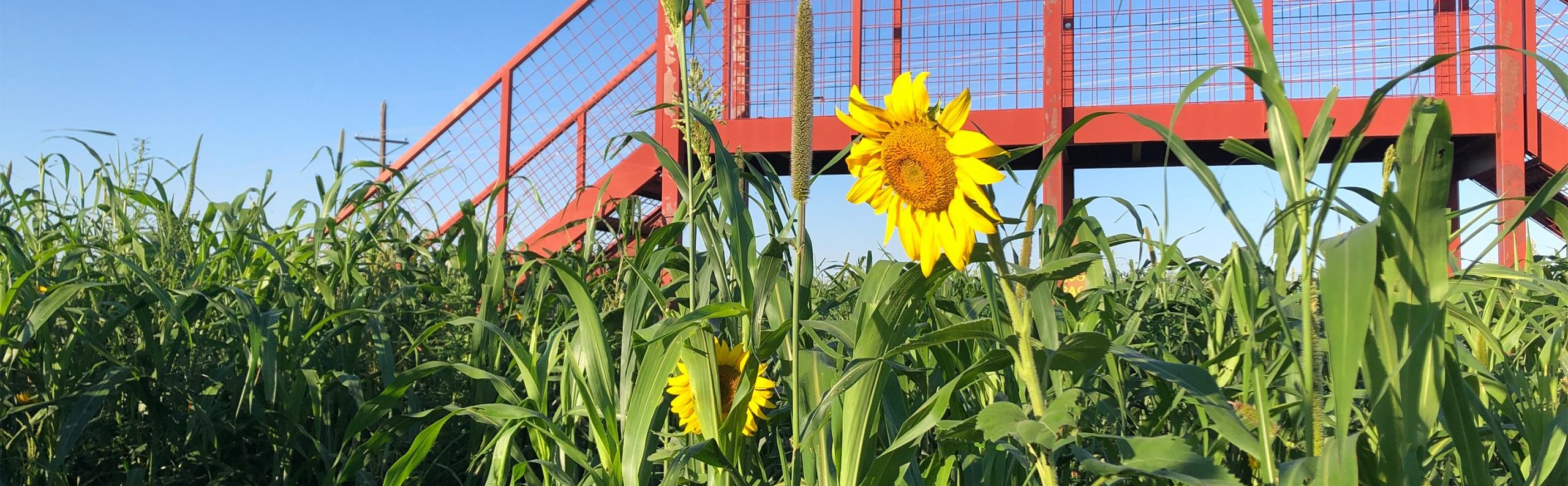 Sorghum Makes Fall Mazes More Sustainable - National Sorghum Producers