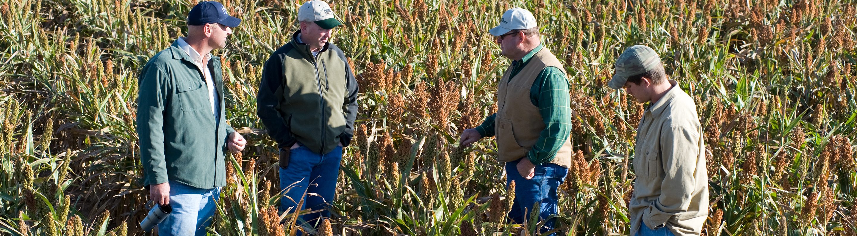 Capturing the Benefits of USDA Programs - National Sorghum Producers